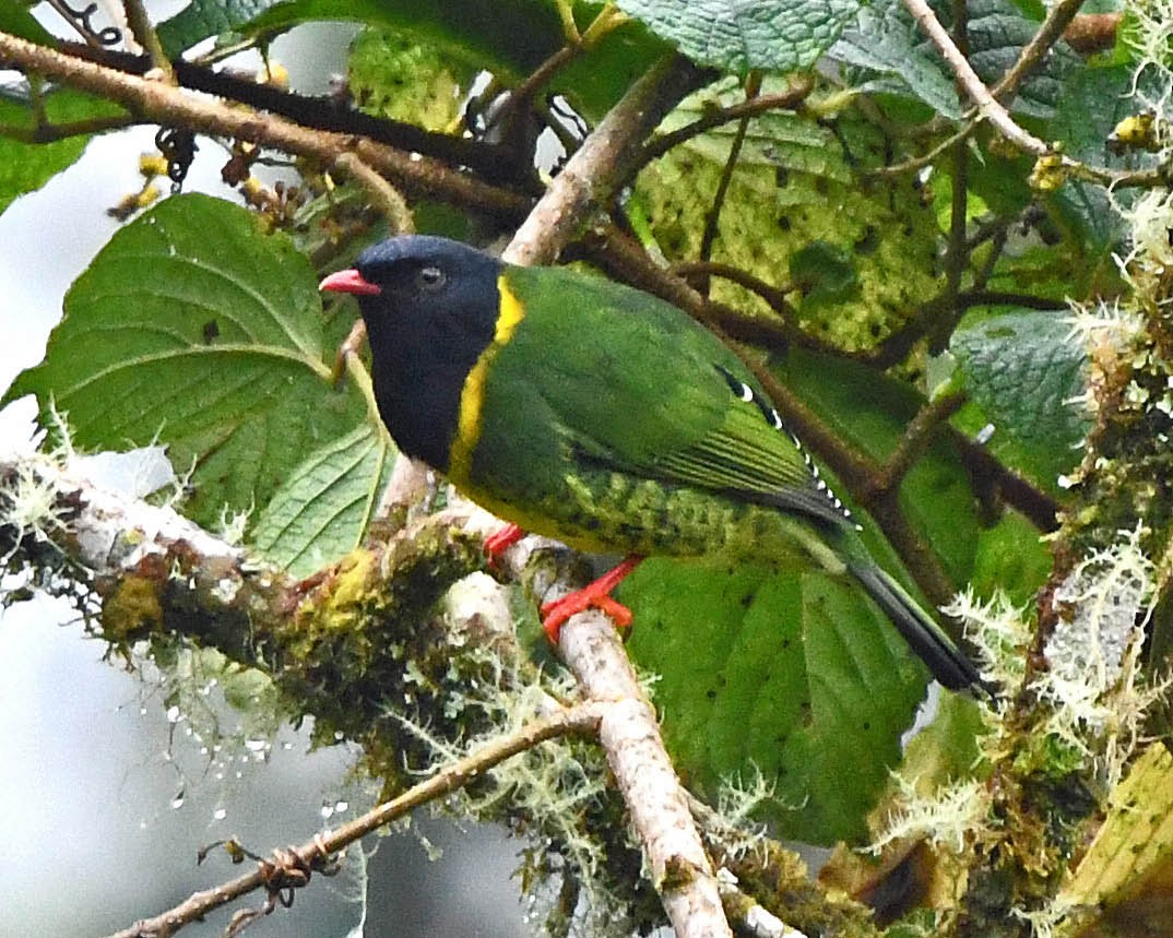 eBird Checklist - 15 Mar 2019 - Corani-Pampa - 2 species
