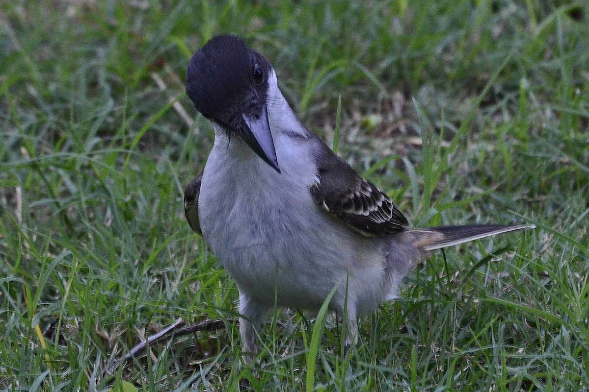 eBird Checklist - 3 Jan 2012 - Montego Bay (18.5225, -77.8595) - 2 species