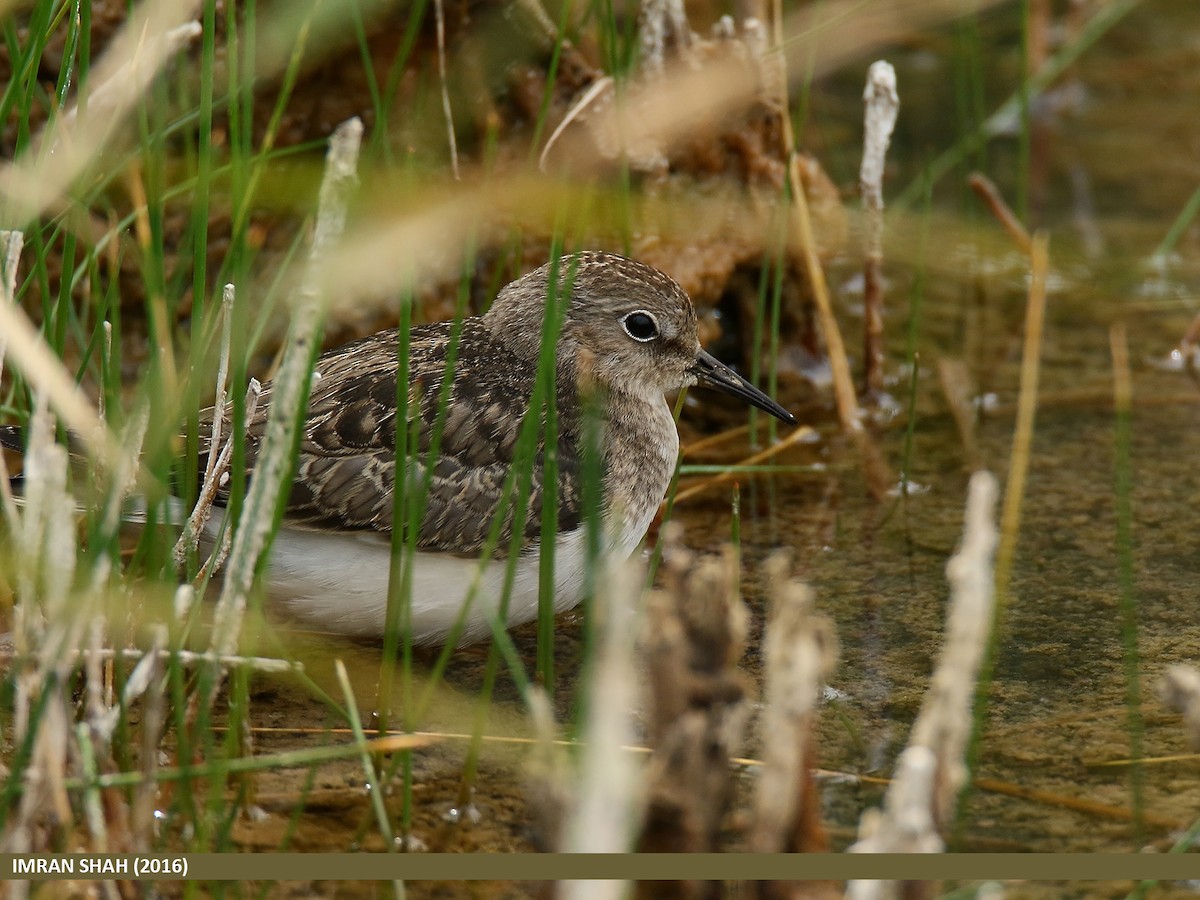 ML205851541 - Temminck's Stint - Macaulay Library