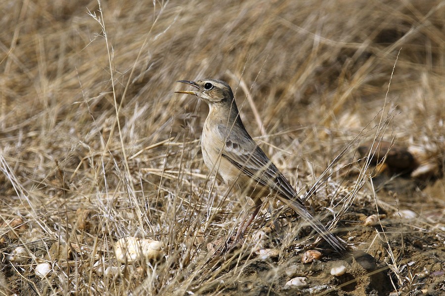 Long-billed Pipit (Burmese) - eBird