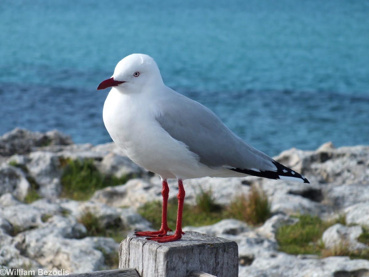 ML205872431 - Silver Gull (Silver) - Macaulay Library