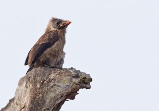 ハゲガオゴシキドリ（calvus／congicus） - eBird