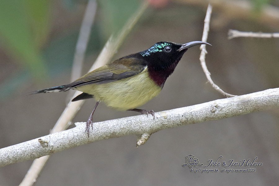 Fork-tailed Sunbird (Hainan) - eBird