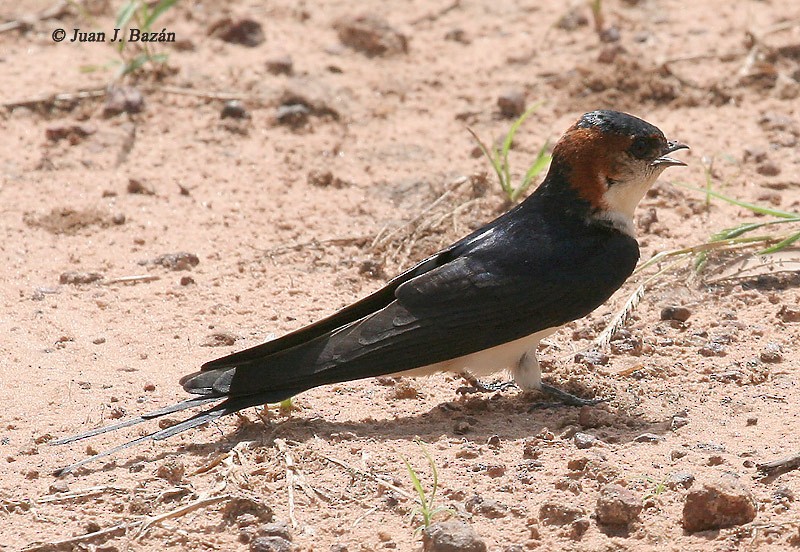 Red-rumped Swallow (West African) - eBird