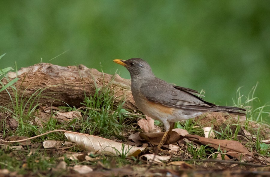 African Thrush (African) - eBird