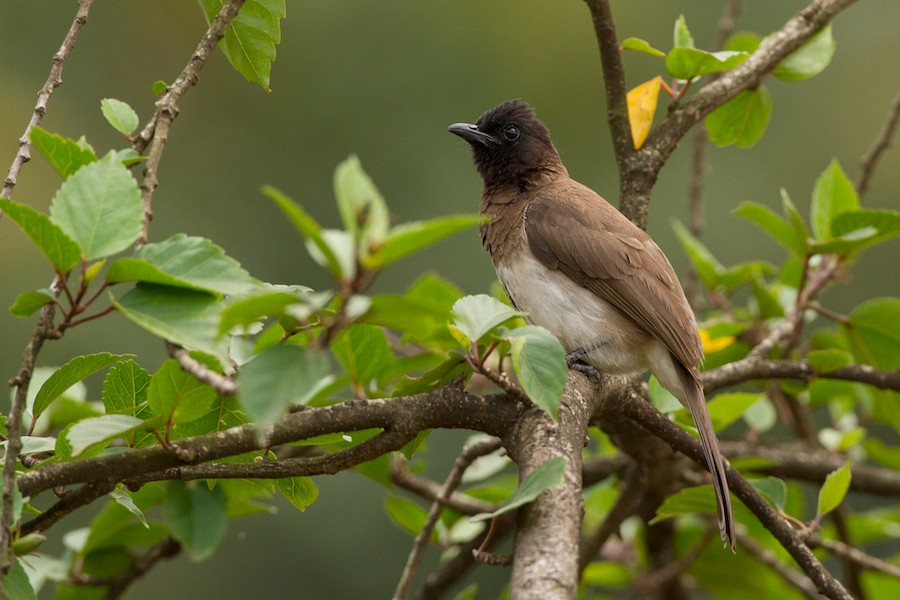 Common Bulbul - eBird