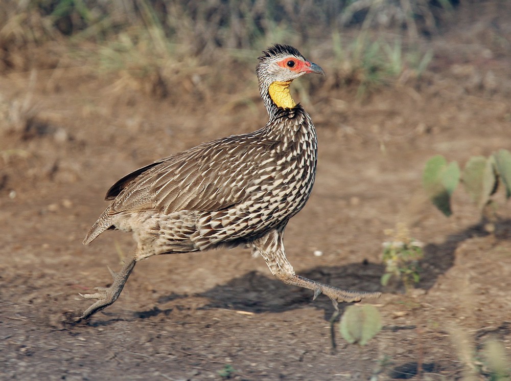 ML205966821 - Yellow-necked Spurfowl - Macaulay Library