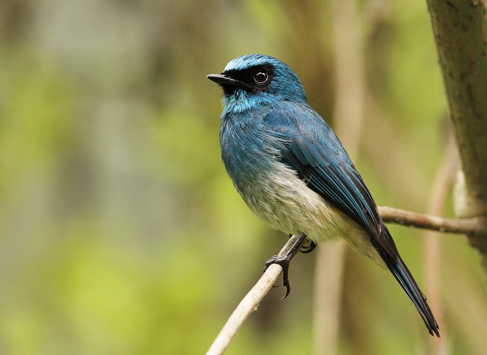 ML205972321 - Indigo Flycatcher (Javan) - Macaulay Library