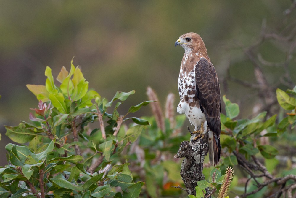 ML205973291 - Red-necked Buzzard - Macaulay Library