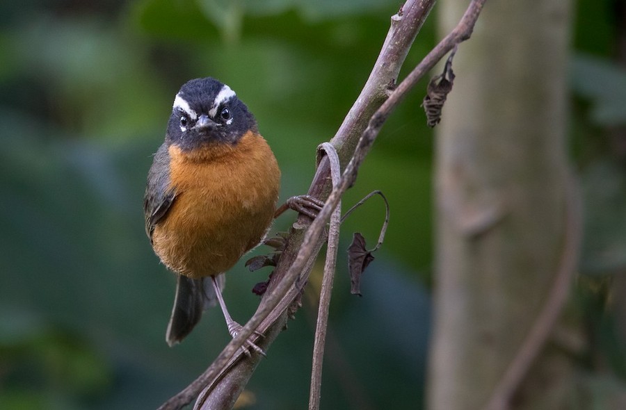 Black-eared Hemispingus (Piura) - eBird