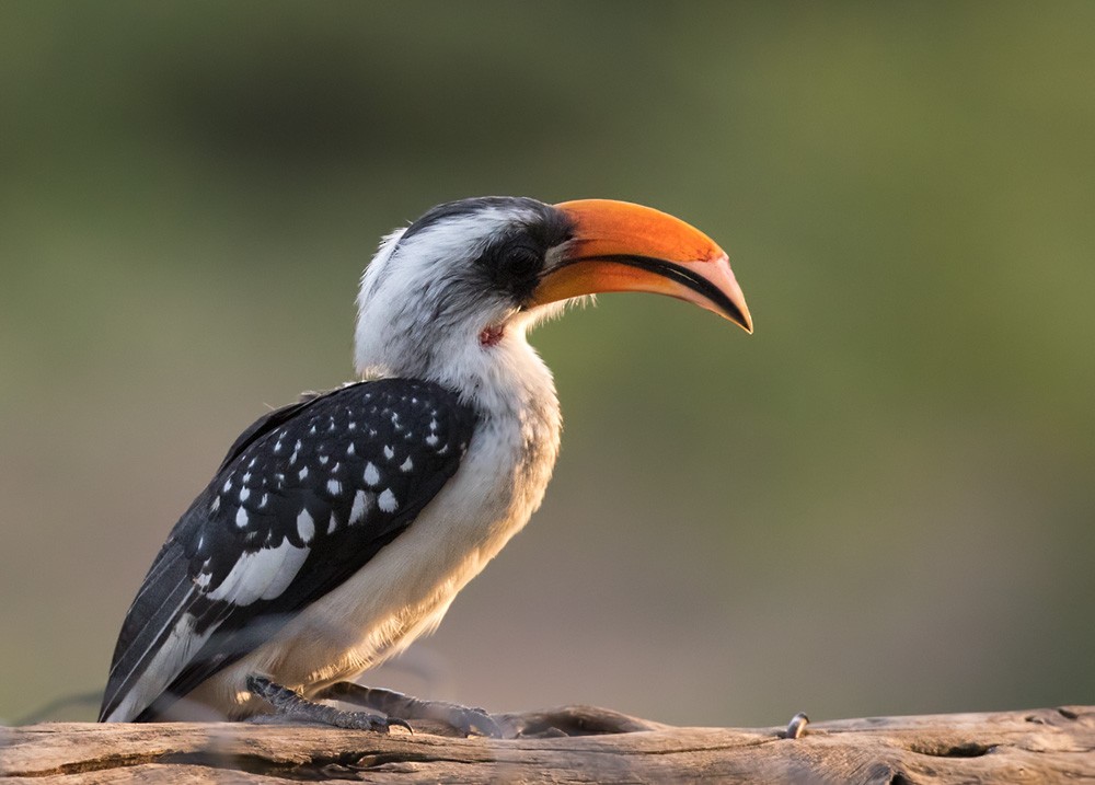 ML205995801 - Jackson's Hornbill - Macaulay Library