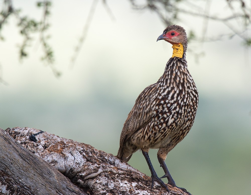 ML205996871 - Yellow-necked Spurfowl - Macaulay Library