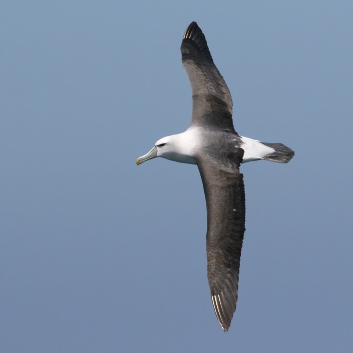 ML206007691 - White-capped Albatross (steadi) - Macaulay Library