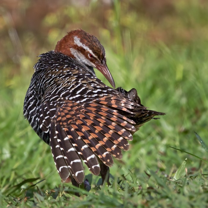 ML206009631 - Buff-banded Rail - Macaulay Library