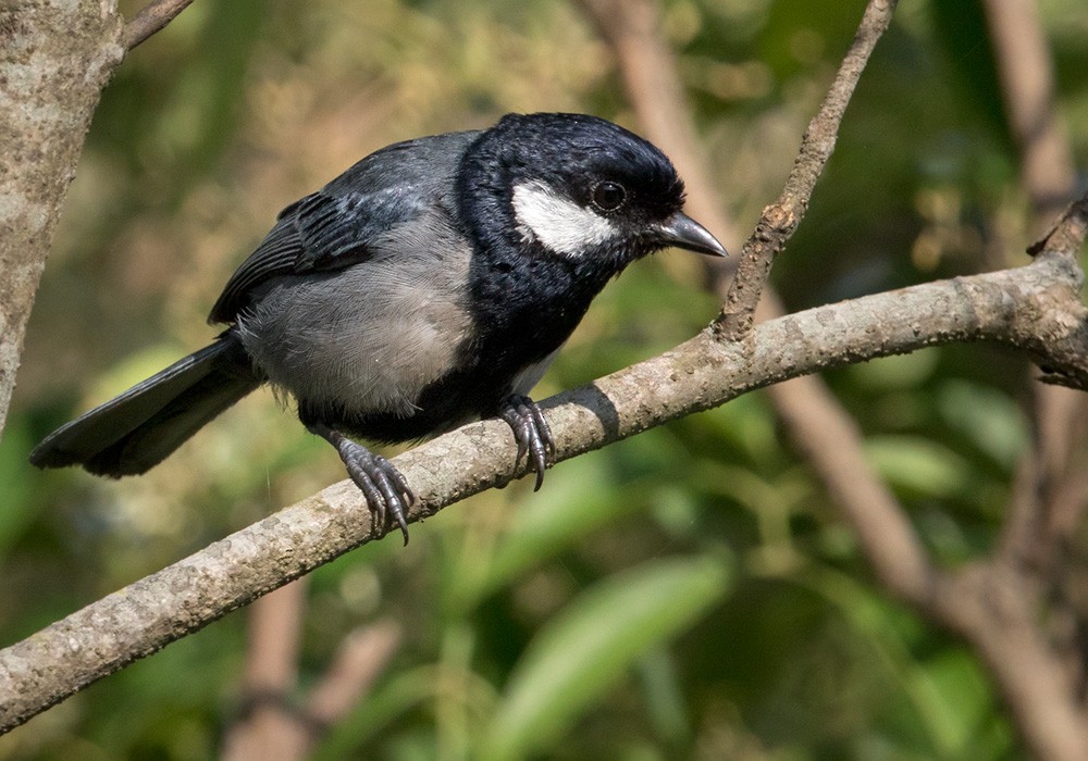 ML206015771 - Asian Tit (Ishigaki) - Macaulay Library