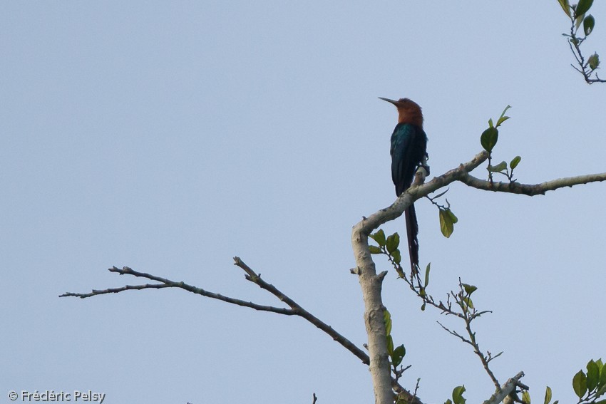 Forest Scimitarbill (Western) - eBird