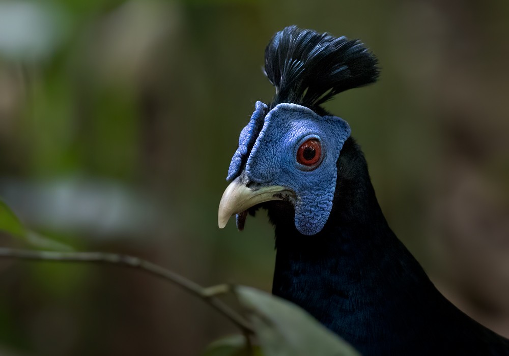 ML206086271 - Malayan Crested Fireback - Macaulay Library