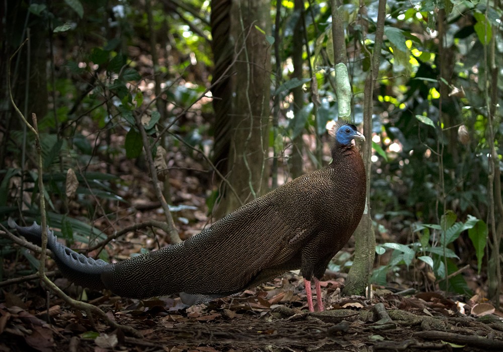 ML206098441 - Great Argus - Macaulay Library
