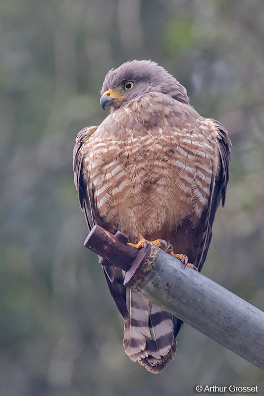 Roadside Hawk (Northern) - eBird