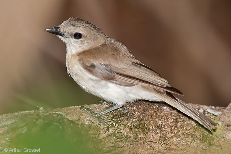 Grey Whistler (Brown) - eBird