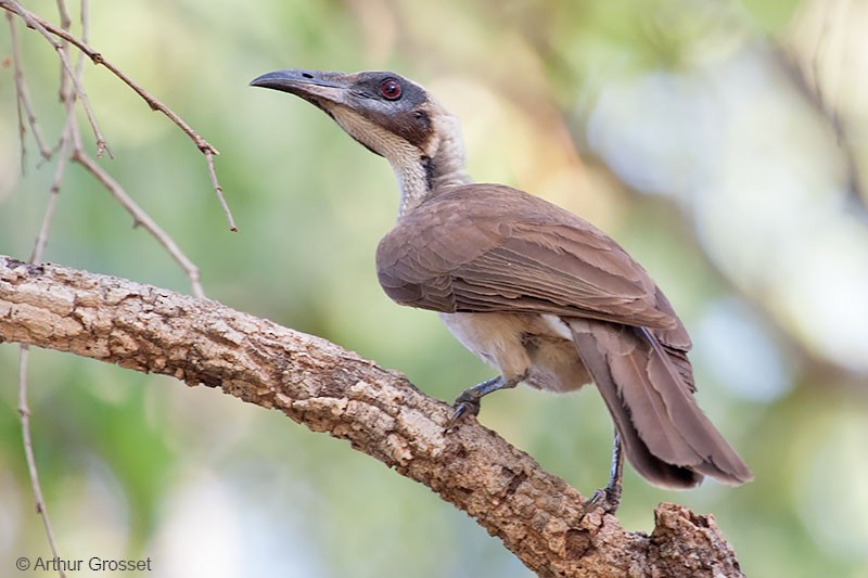 Helmeted Friarbird (Arnhem Land) - eBird