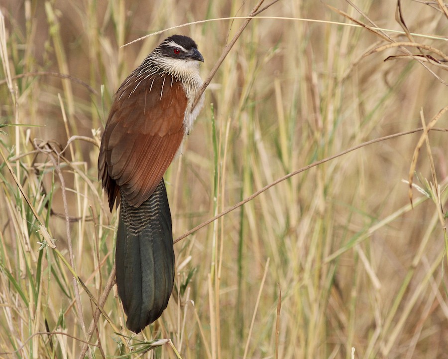White-browed Coucal (White-browed) - eBird