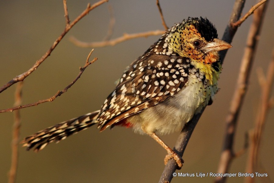 Barbudo de D'Arnaud (darnaudii/boehmi) - eBird