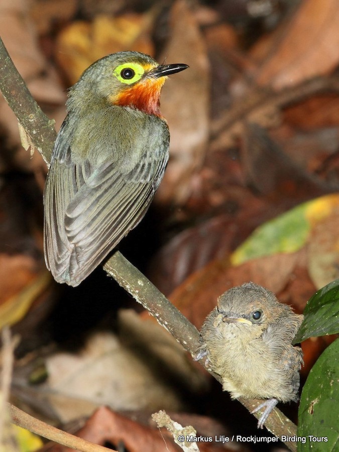 Yellow-bellied Wattle-eye (Central African) - eBird
