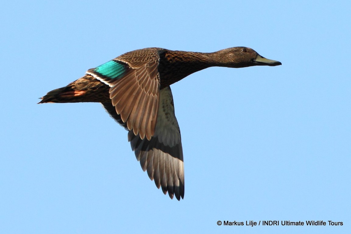 ML206157351 - Meller's Duck - Macaulay Library