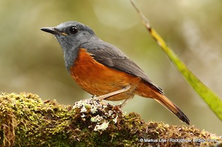 Forest Rock-Thrush (Forest) - eBird