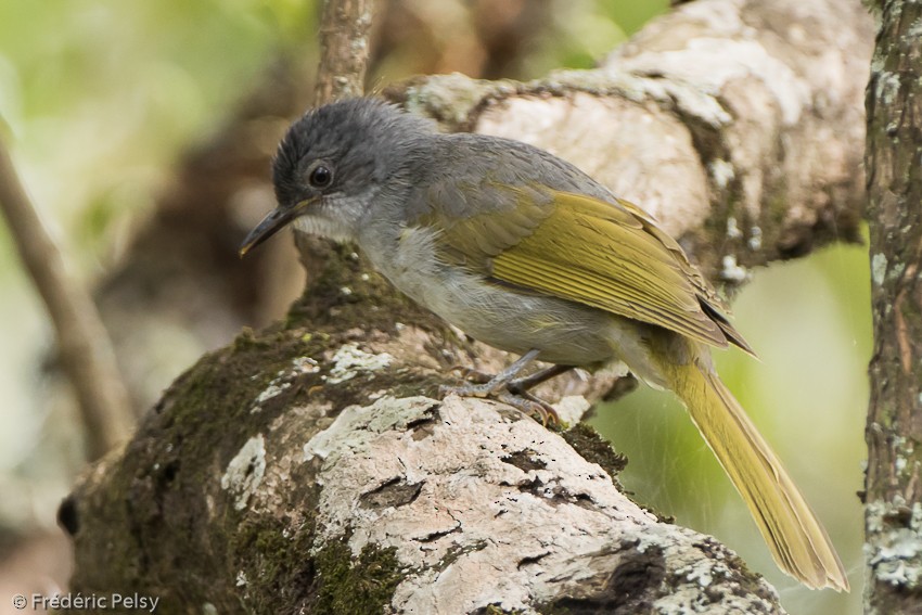 Yellow-streaked Greenbul (Yellow-streaked) - eBird