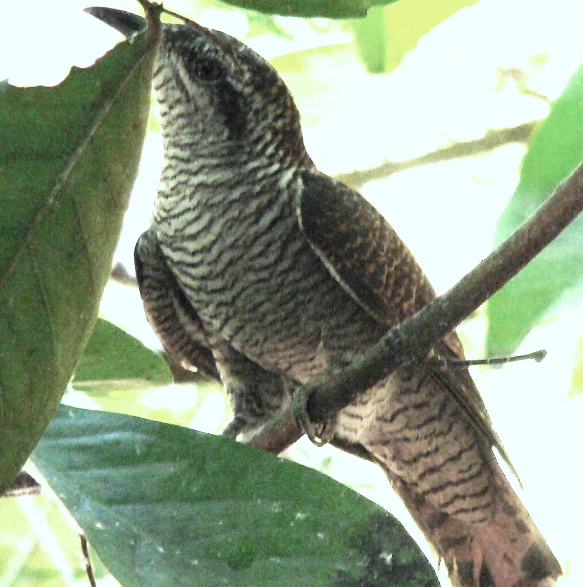 ML206179181 - Banded Bay Cuckoo - Macaulay Library