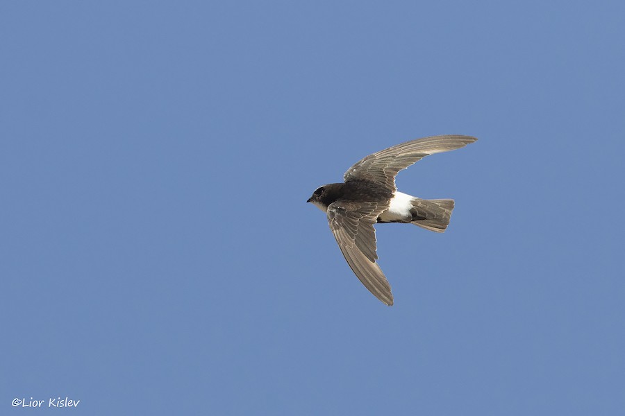 Little Swift (Little) - eBird