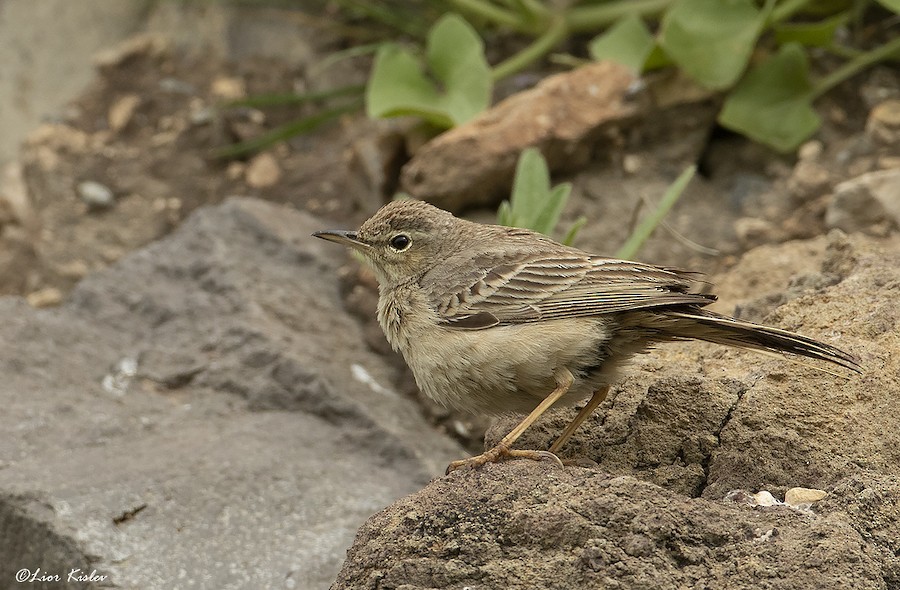 Long-billed Pipit (Middle Eastern) - eBird