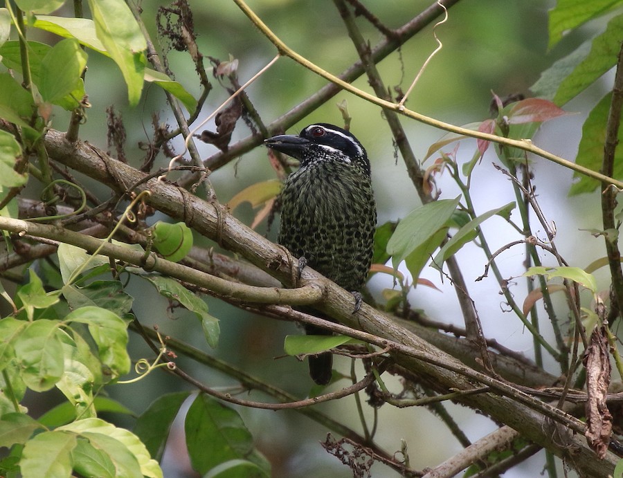 Hairy-breasted Barbet (Streaky-throated) - eBird