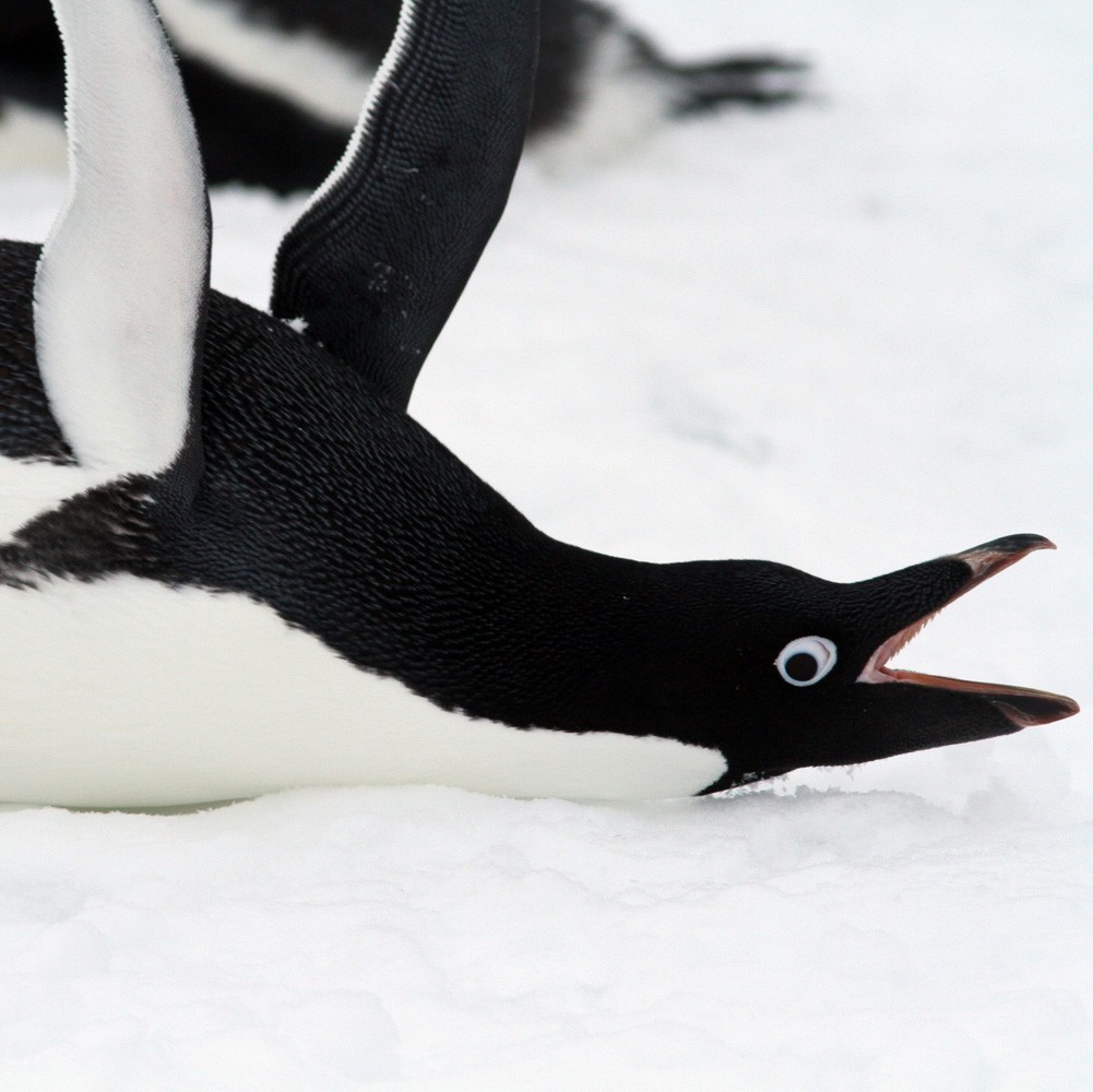 ML206197361 - Adelie Penguin - Macaulay Library