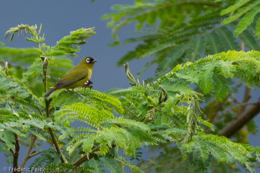 Capped White-eye (Capped) - eBird