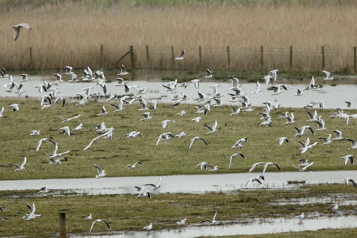 eBird Checklist - 30 Jan 2020 - Rainham Marshes RSPB Reserve - 51 ...