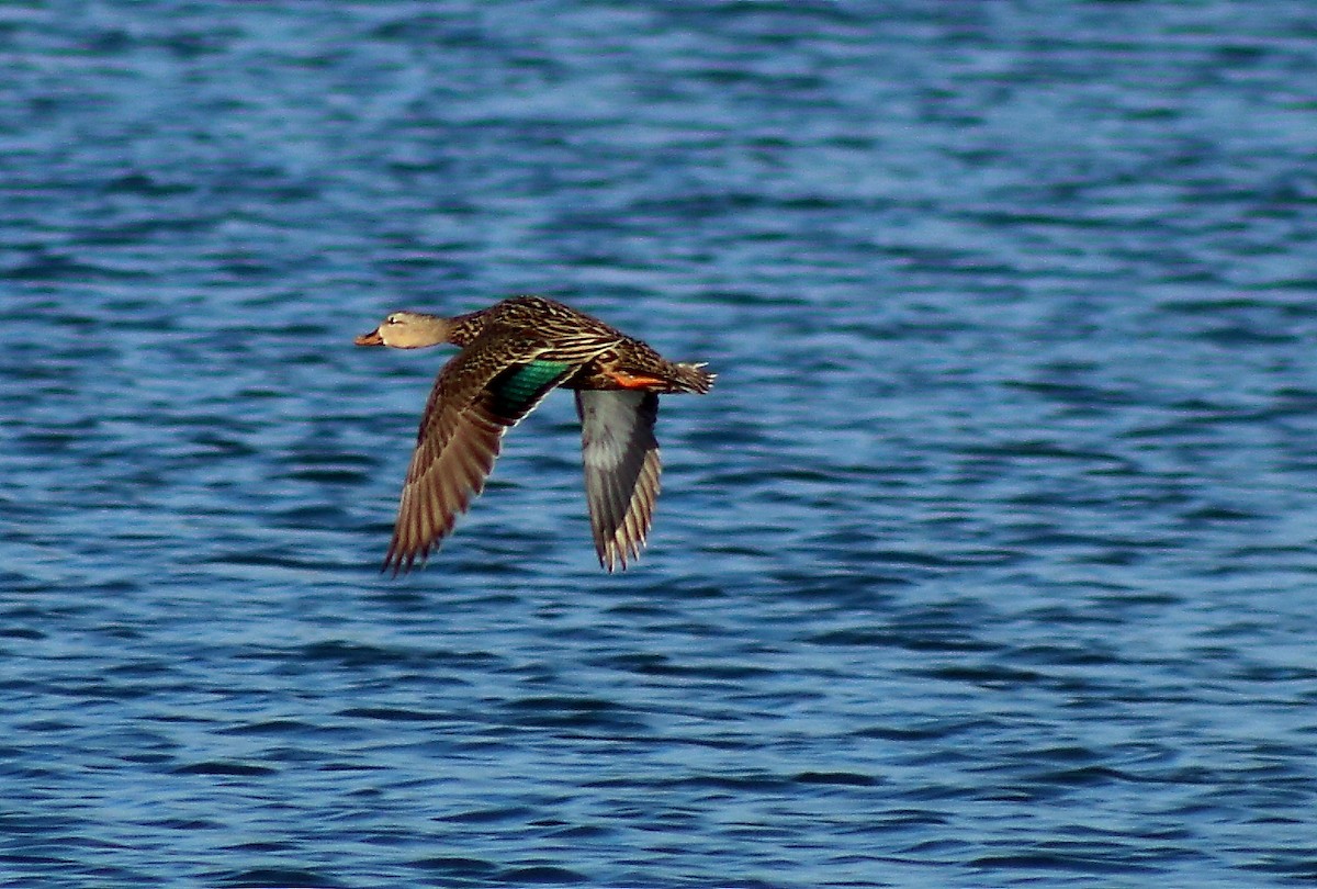 eBird Checklist - 10 Mar 2015 - The Celery Fields - 5 species