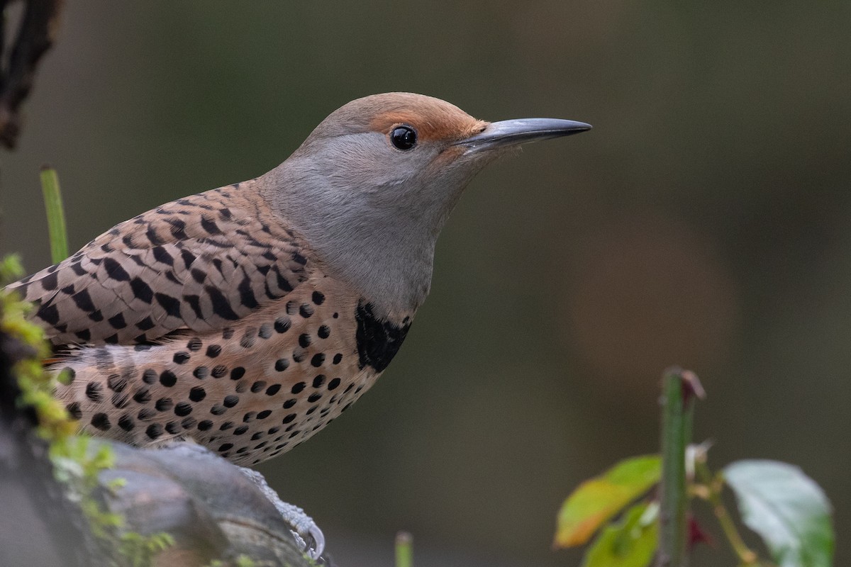 ML206532701 - Northern Flicker (Red-shafted) - Macaulay Library