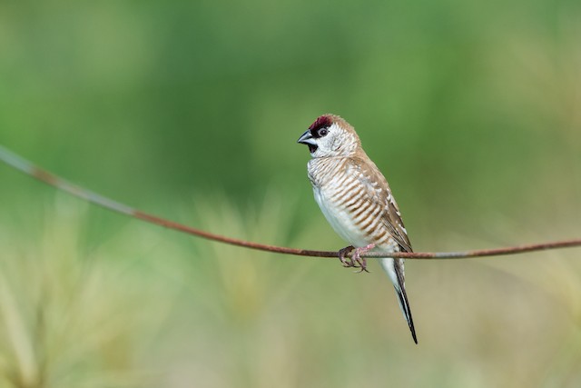 eBird Locations - Personal Locations and Hotspots - eBird Australia