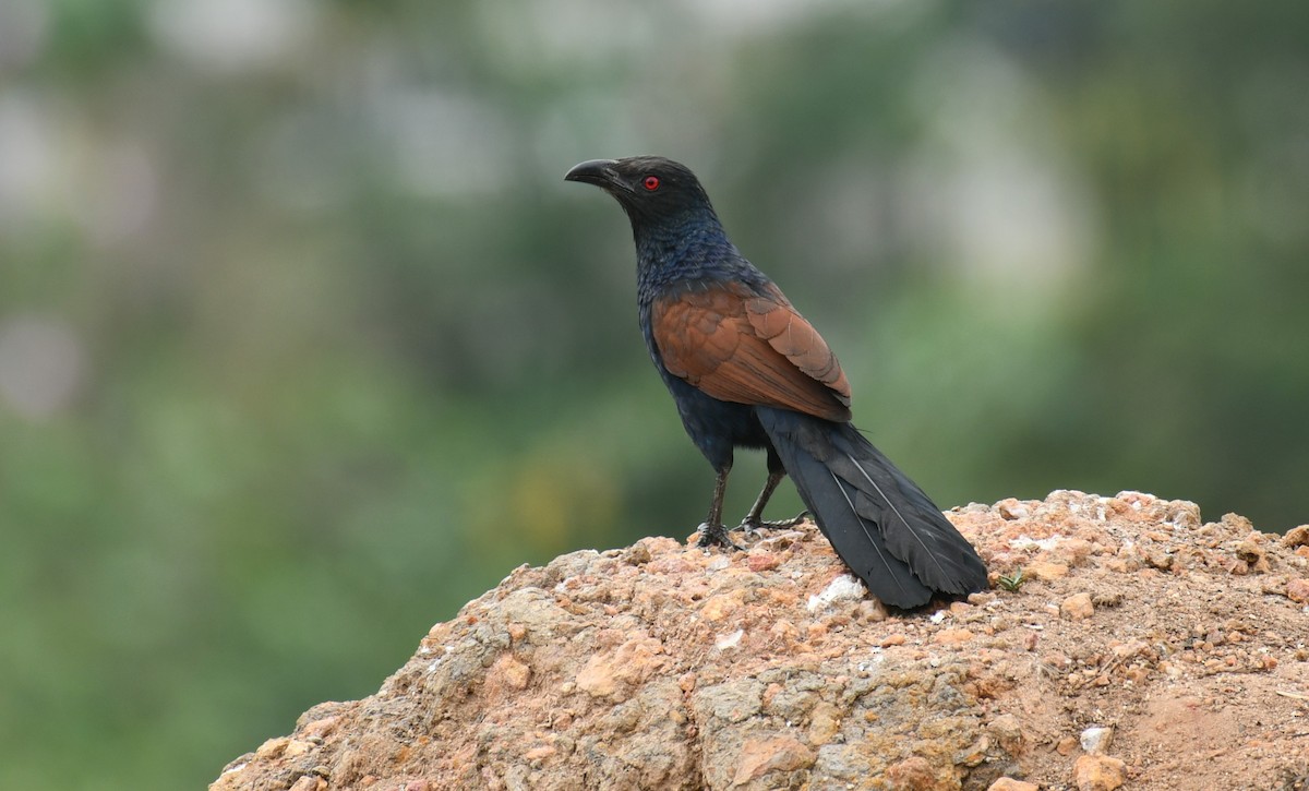 eBird Checklist - 2 Feb 2020 - Kalamassery--HMT Estate Area - 30 ...