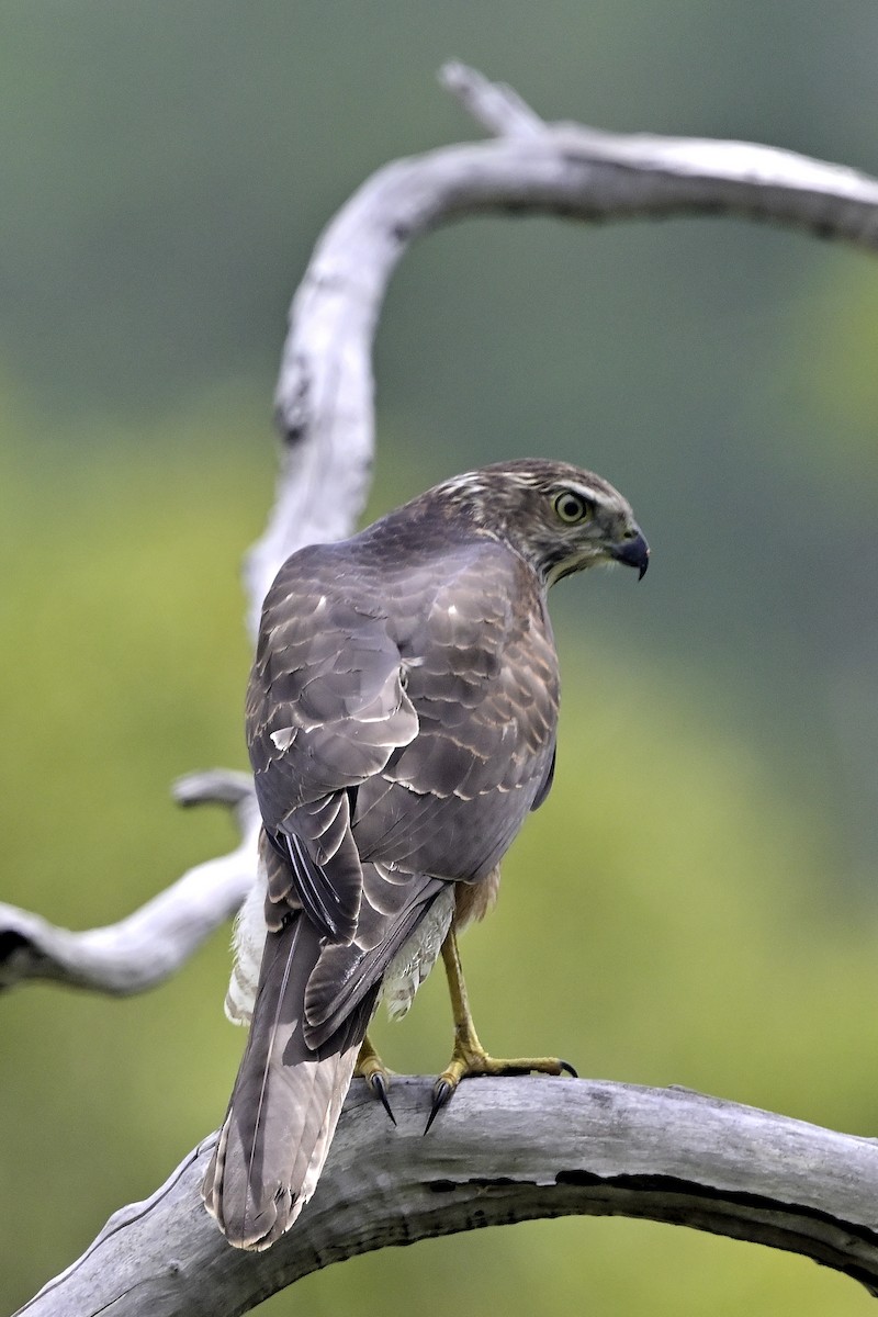 eBird Checklist - 2 Feb 2020 - First Dam, North end of Quaid Road - 19 ...