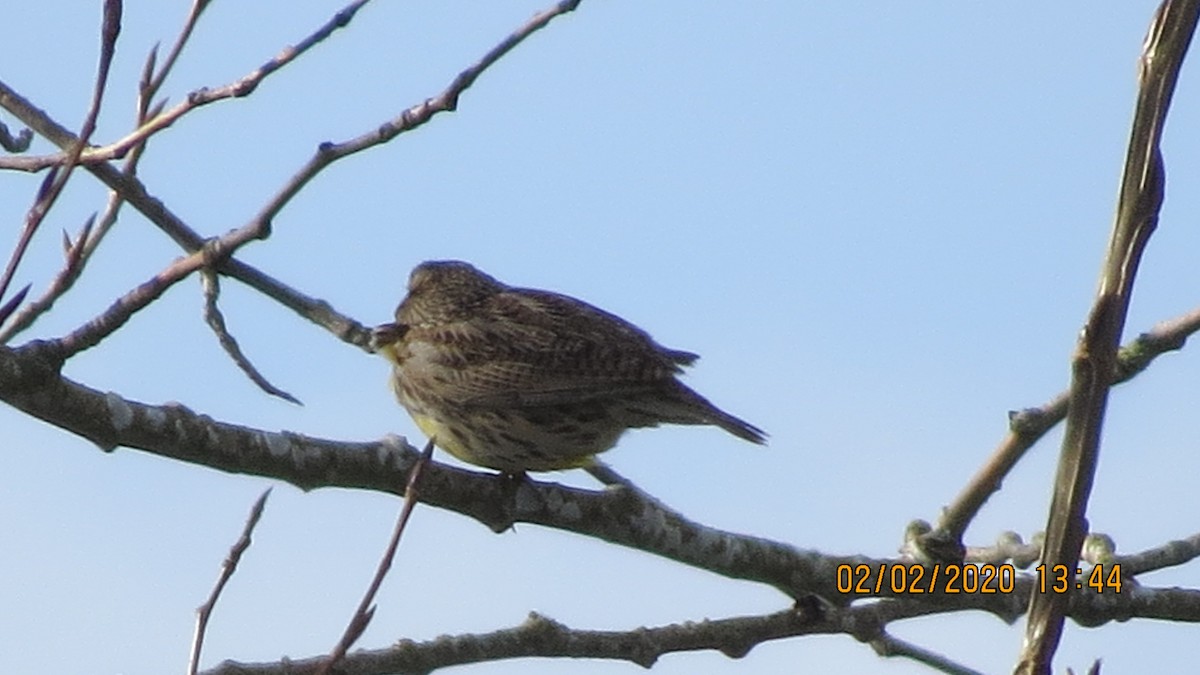 eBird Checklist - 2 Feb 2020 - Samish Flats--West 90 - 23 species