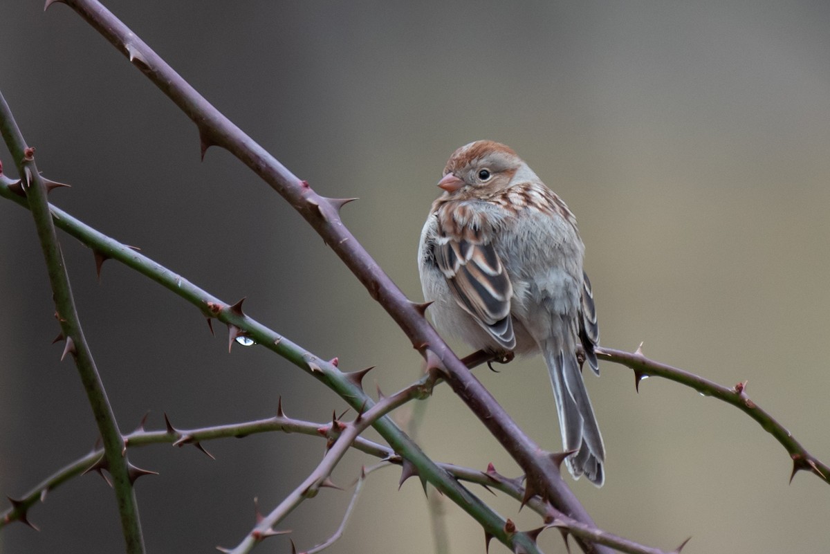 ML207311061 - Field Sparrow - Macaulay Library