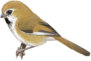 Golden Parrotbill - Suthora verreauxi - Birds of the World