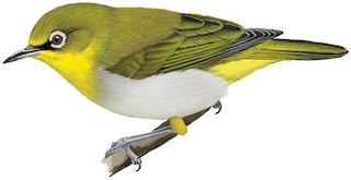 Swinhoe's White-eye - Zosterops simplex - Birds of the World
