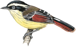 Red-tailed Minla - Minla ignotincta - Birds of the World