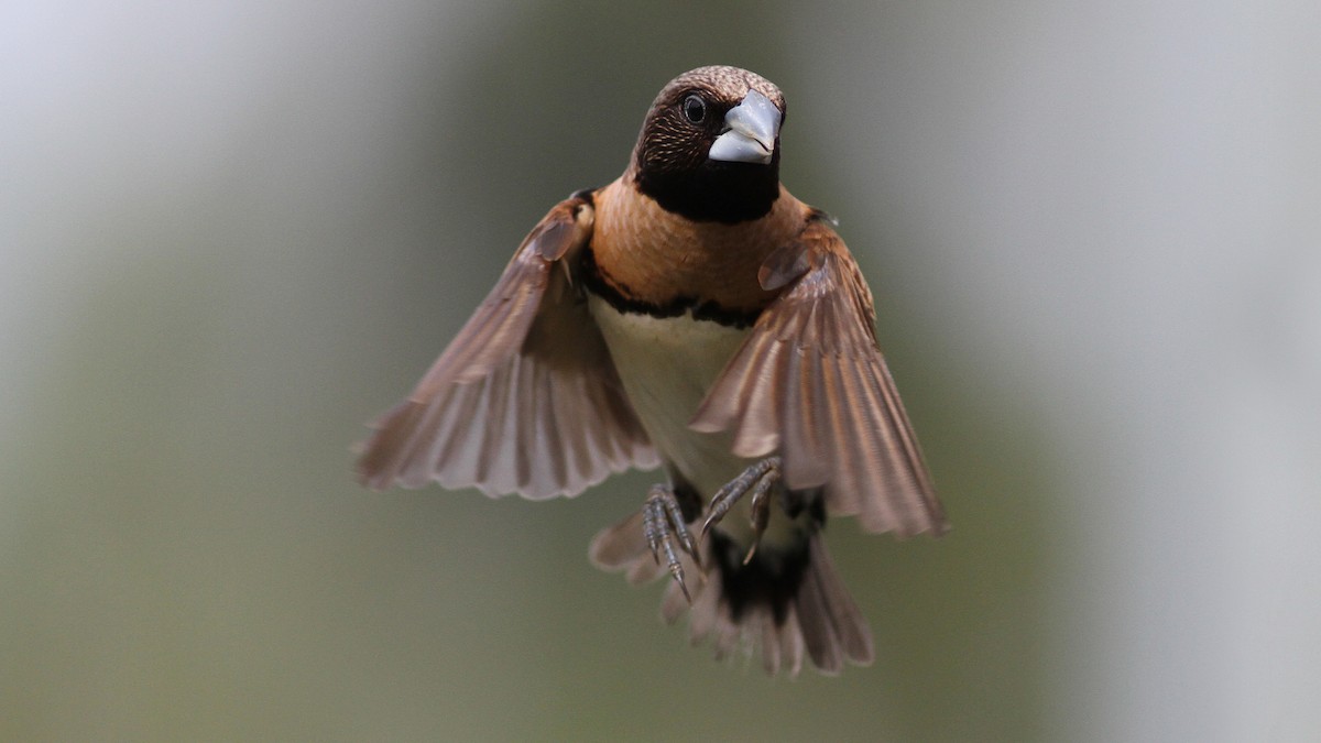 ML20747241 - Chestnut-breasted Munia - Macaulay Library