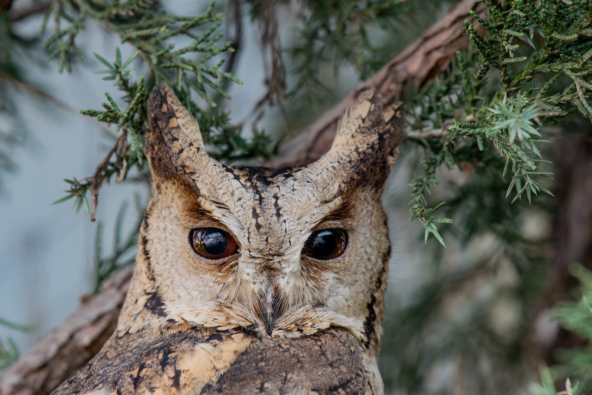 ML207565011 - Collared Scops-Owl - Macaulay Library